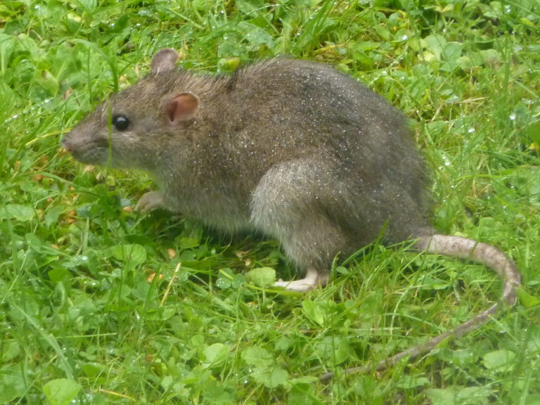 Bruine rat (Rattus norvegicus Berkenhout) – KiBO